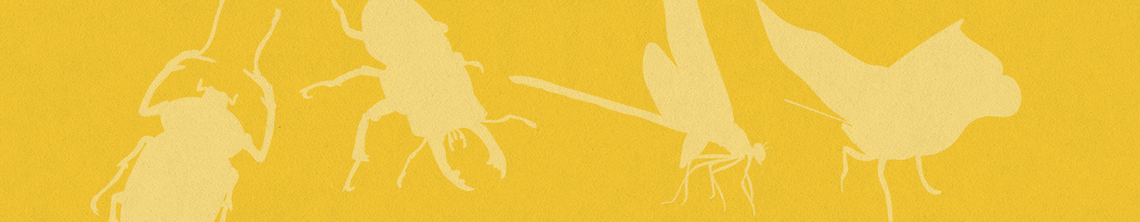 Yambaru National Park | Yambaru Wildlife Conservation Center Ufugi ...